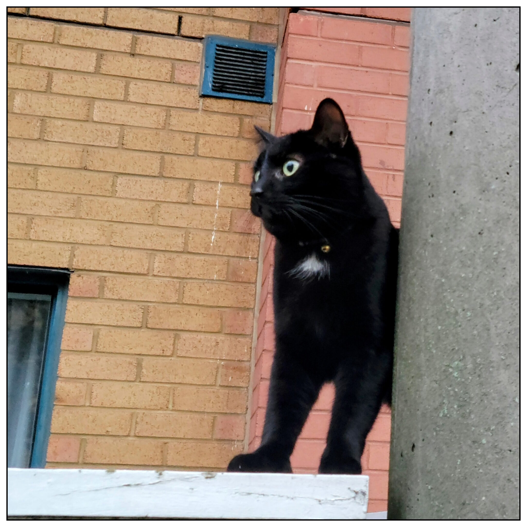 POD: Guard Cat – Geek with Kids