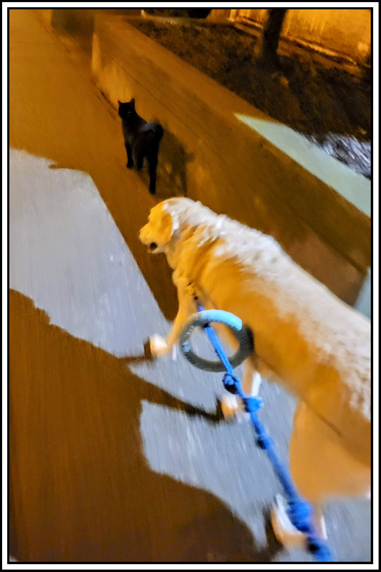 POD: Evening walk with Animals – Geek with Kids