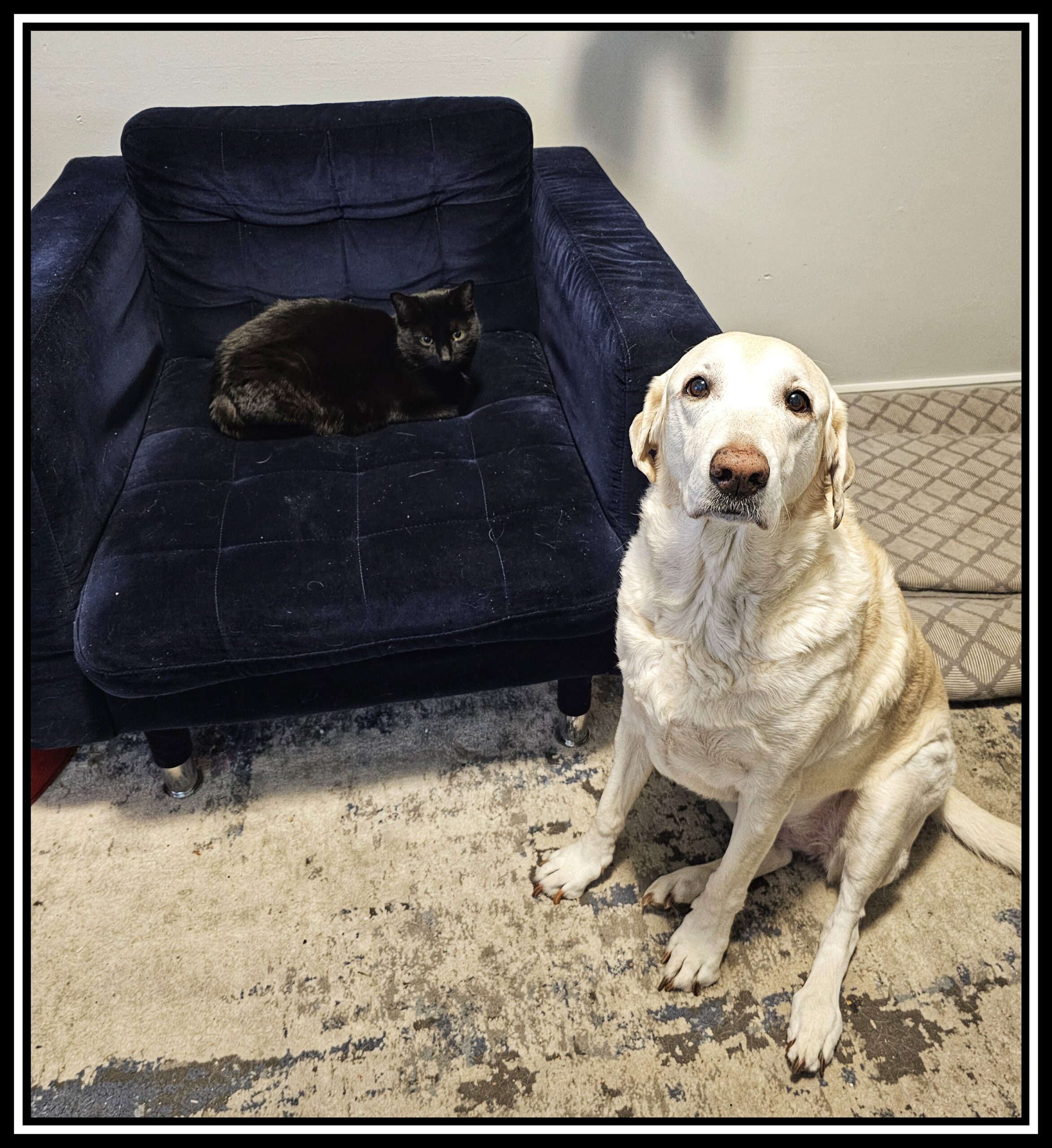 POD: The Animals – Geek with Kids