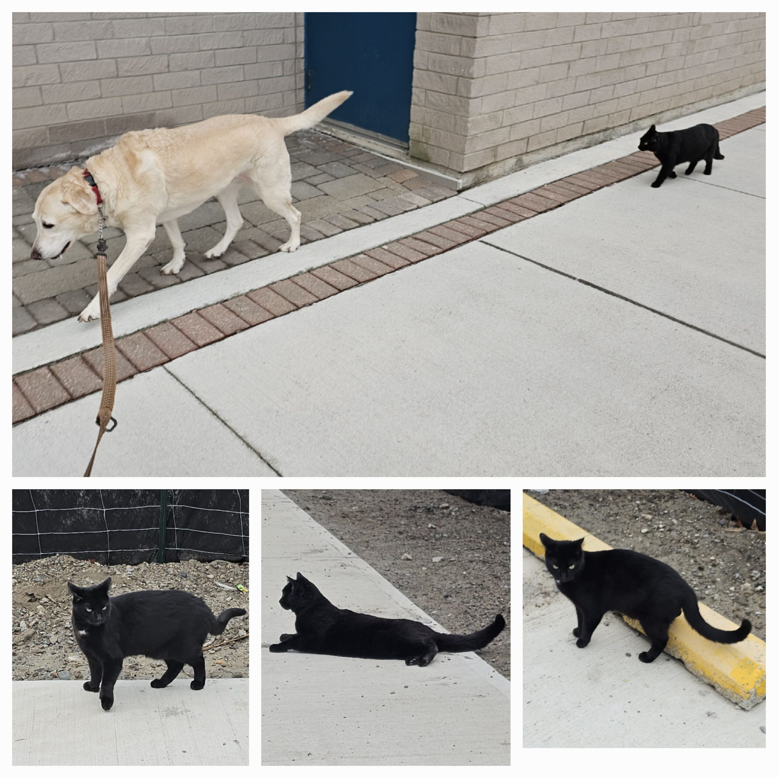 POD: Walking the Animals – Geek with Kids