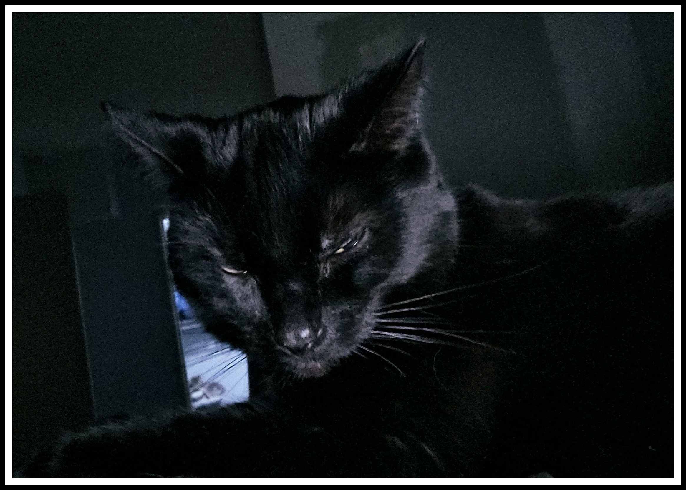 POD: Hanging With Cat – Geek with Kids