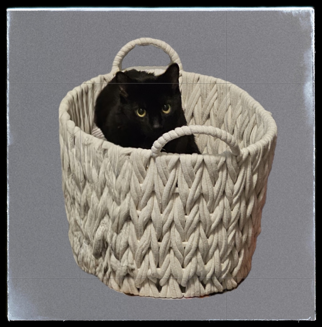 POD: Cat in a Basket – Geek with Kids